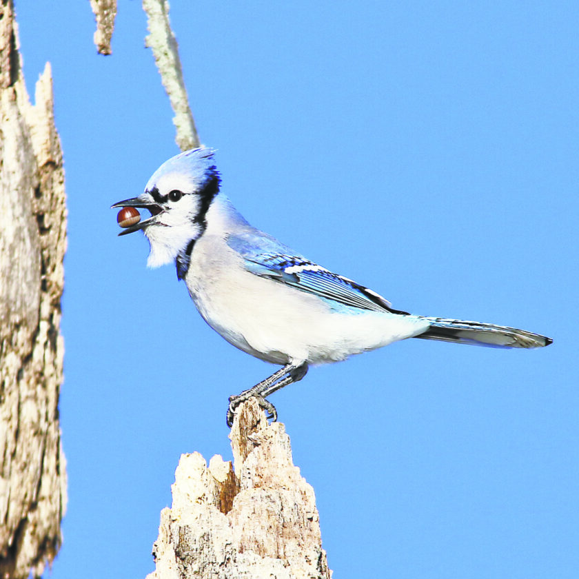Can you love your cat and the birds? | News, Sports, Jobs - The Vindicator